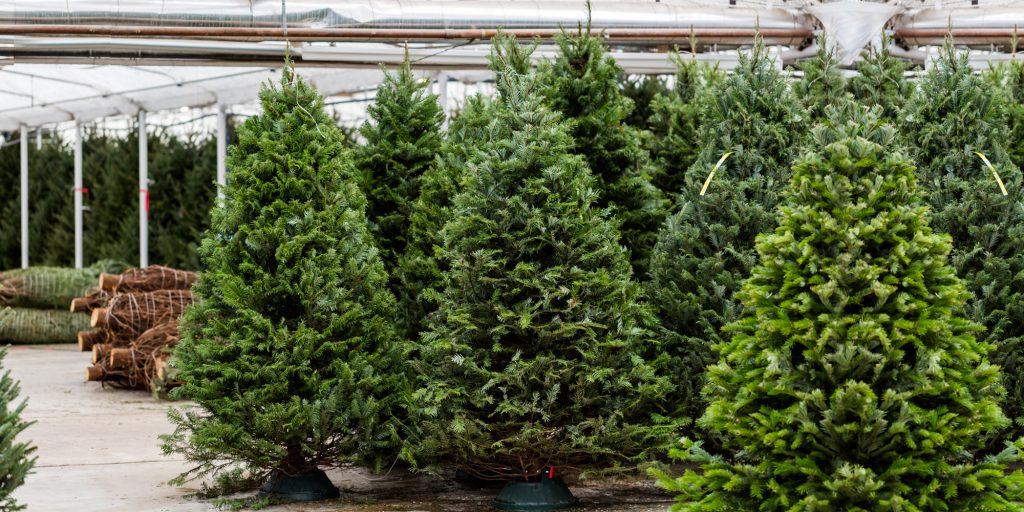 Fresh-Cut and Artificial Christmas Trees, Christmas Decorations and ...