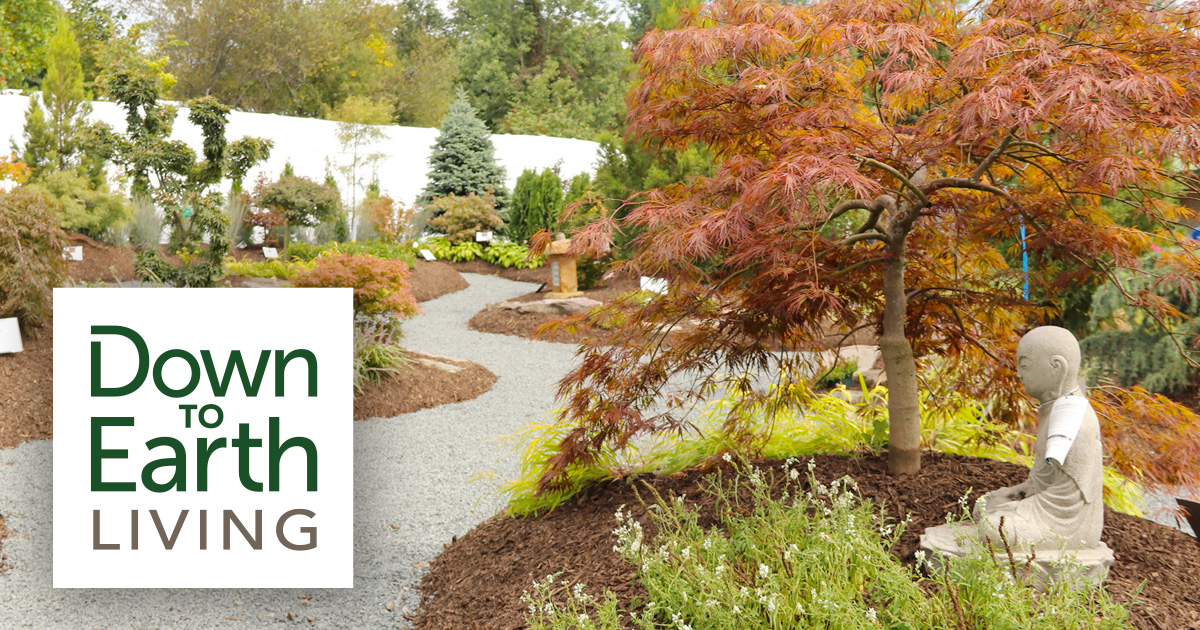 Featured Garden Japanese Maples Down To Earth Living